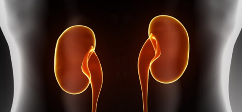 Pulire i reni dalle tossine in modo naturale - Vivere più sani
