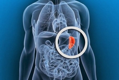 Milza infiammata: sintomi e trattamento - Vivere più sani Milza infiammata: sintomi e trattamento - Vivere più sani