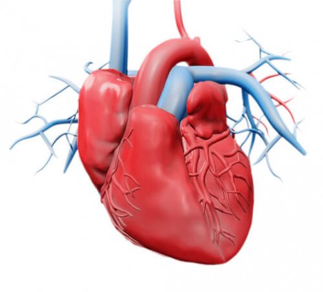Le parti del cuore e le loro funzioni - Vivere più sani