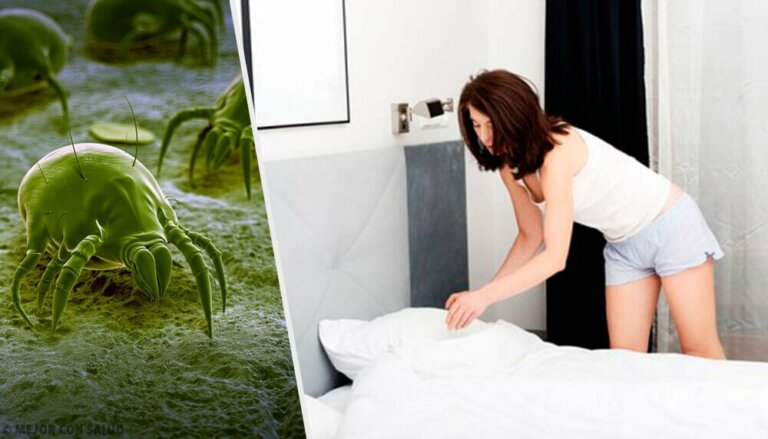 La allergia agli acari: come prevenirla? - Vivere più sani